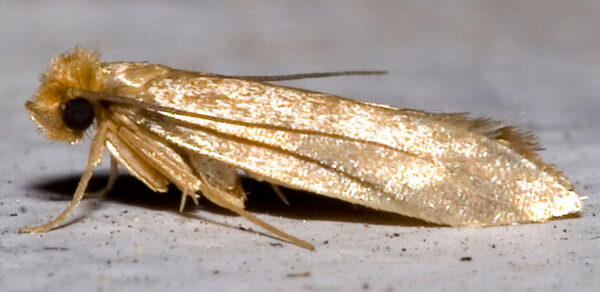 Moth larvae - Size, Characteristics, Habitats, Food, etc.