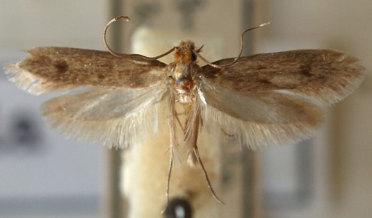 Case-bearing Clothes Moths - Complete Guide to Control